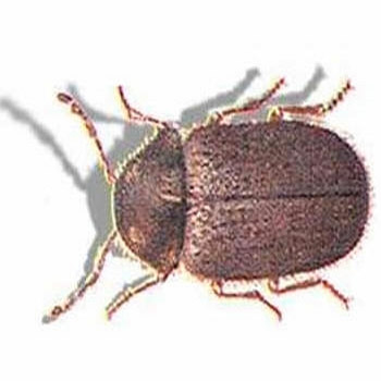 Pest Identification | Pest control London, South London & South East London