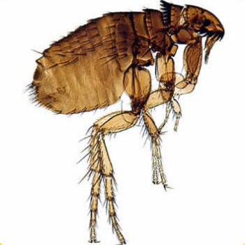 Pest Identification | Pest control London, South London & South East London